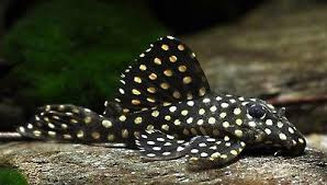 8/11/21 – New Freshwater! – Elegant Reef – Tropical Fish Studio