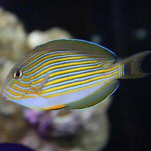 New Fresh & Saltwater Livestock Just In – Elegant Reef – Tropical Fish ...