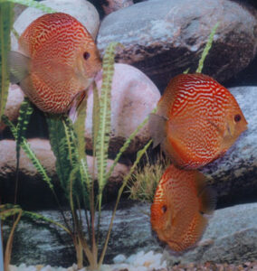 New Fresh & Saltwater Livestock Just In – Elegant Reef – Tropical Fish ...