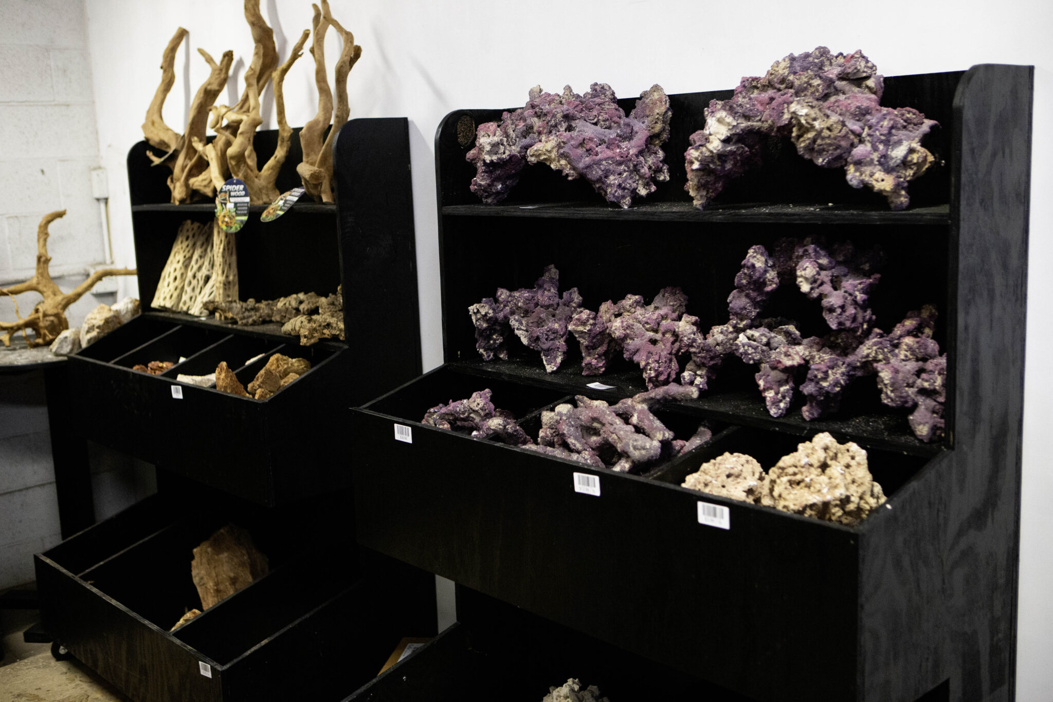 Elegant Reef – Tropical Fish Studio – San Antonio's Premier Tropical ...