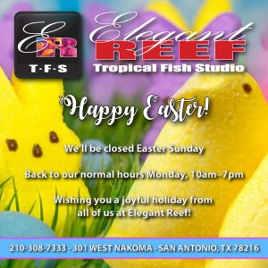 Elegant Reef – Tropical Fish Studio – San Antonio's Premier Tropical ...